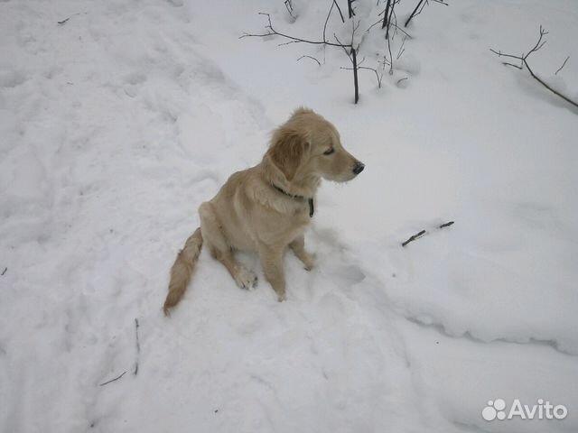 Лабрадор-ретривер