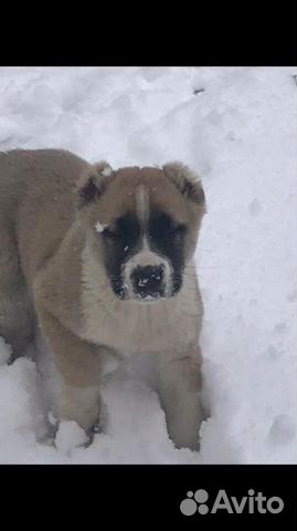 Щенки алабайчики