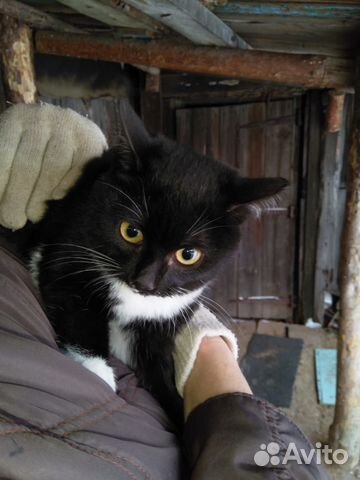 Котенок рыжик