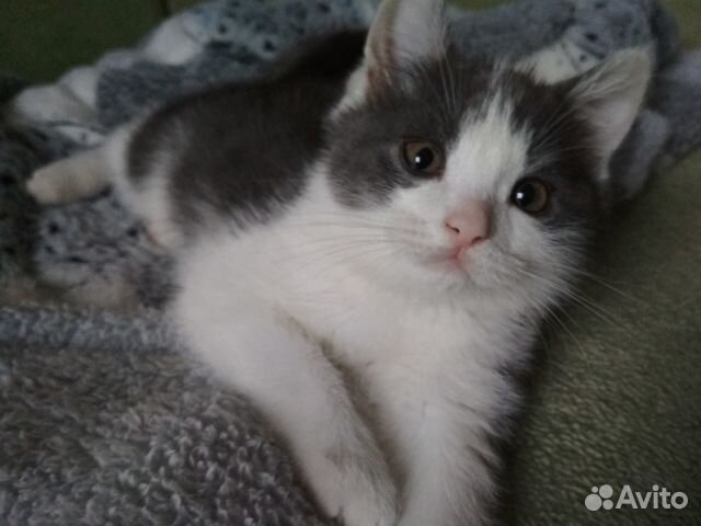 Славный котенок мальчик