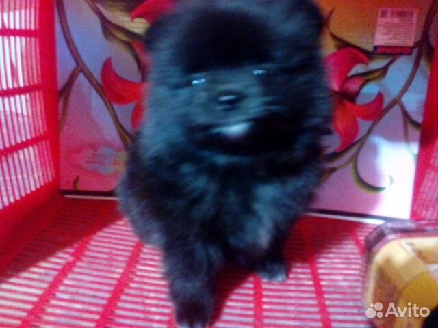 Чёрная магия с братиками малый немец шпиц