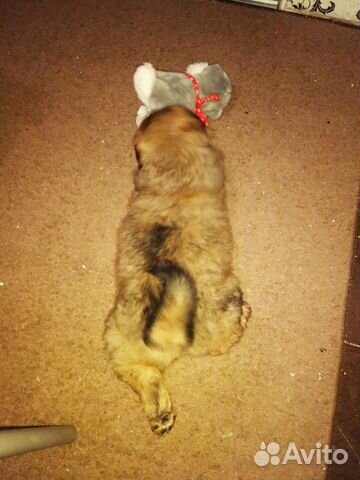 Красивый щенок мальчик кавказец