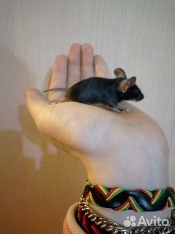 Мыши