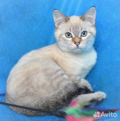 Чудесный котенок Тай ищет дом