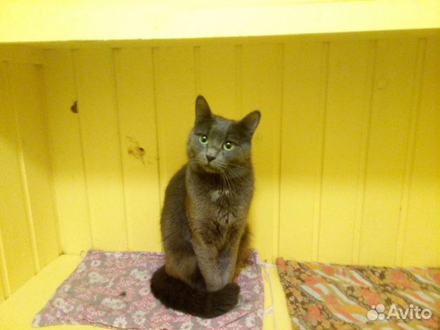 Кошка Маргоша, 4 года (из приюта)