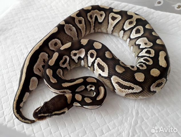 Королевский питон Mojave get Ghost