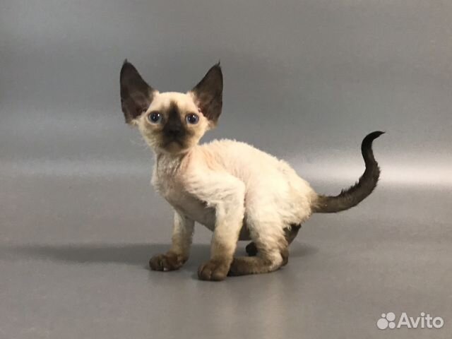 Девон-рекс кошечка Шакира