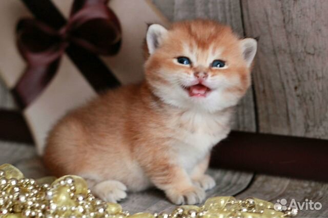 Золотой тиккированный брутальный мальчик