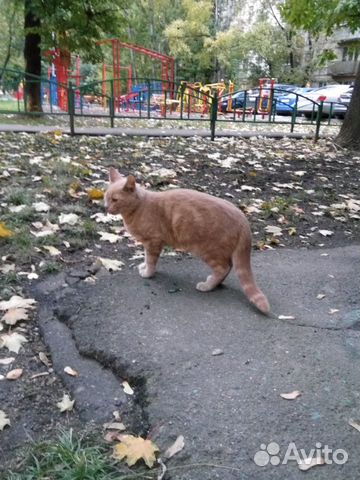 Лучик