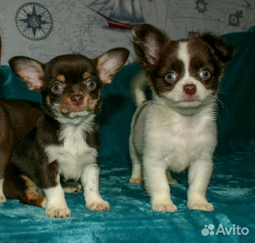 Привитых щенков разнообразных окрасов