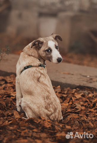 Щенок мальчик бесплатно