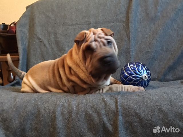 Щенок шарпея - сделай себе подарок