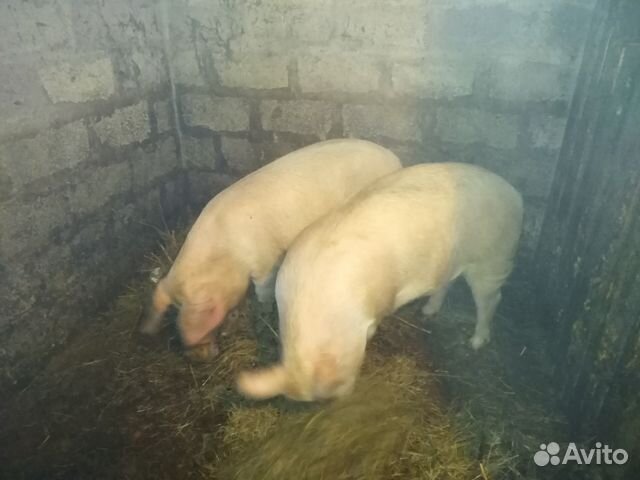 Молодые свинки