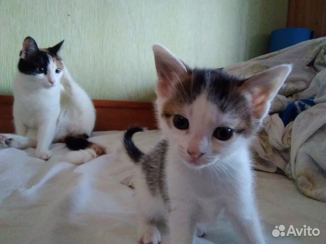 Метисы Абиссинца