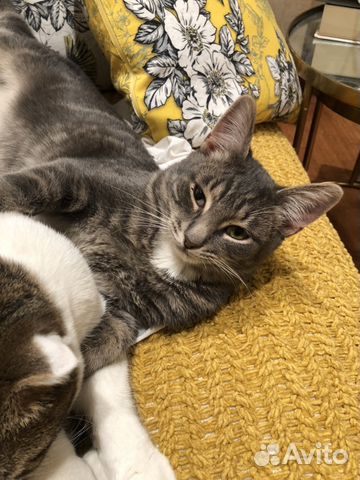 Котенок Мишенька ищет семью