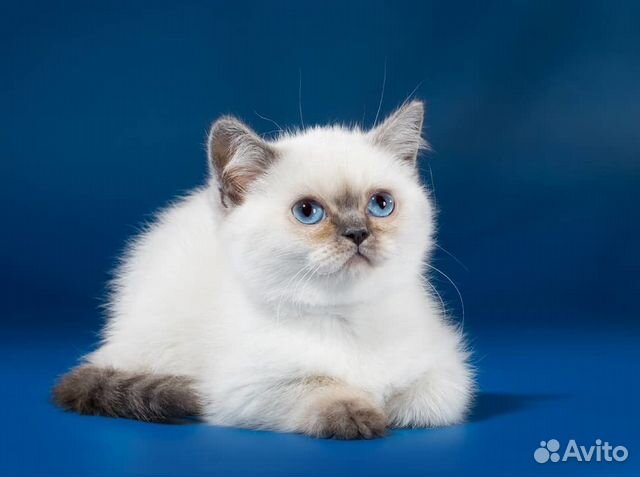 Британские колорные котята