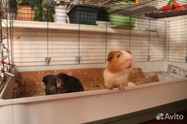 Продам двух морских свинок (мальчики)