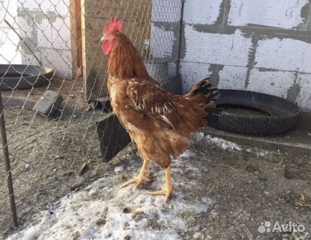 Молодые петушки