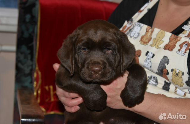 Щенки лабрадора шоколадки и черные 7,5 недель. РКФ