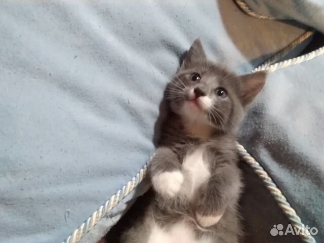 Два красивых маленьких котика