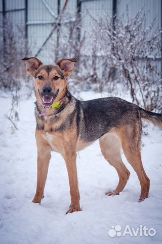 Щенок метис