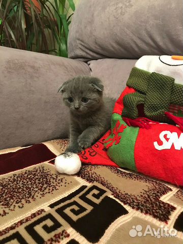 Шотландские котята подарок к Новому Году