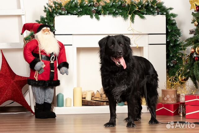 Взрослый кобель Купер. В дар