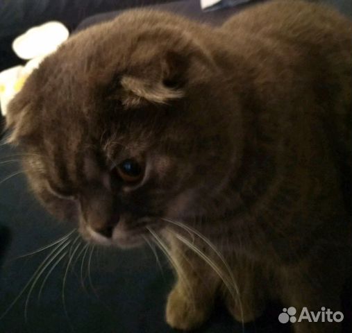 Шотландская вислоухая кошечкп