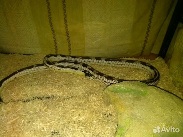 Королевская Калифорнийская змея