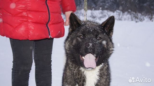 Подрощенный парень американец