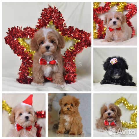 Желанные и очаровательные крошки Мальтипу