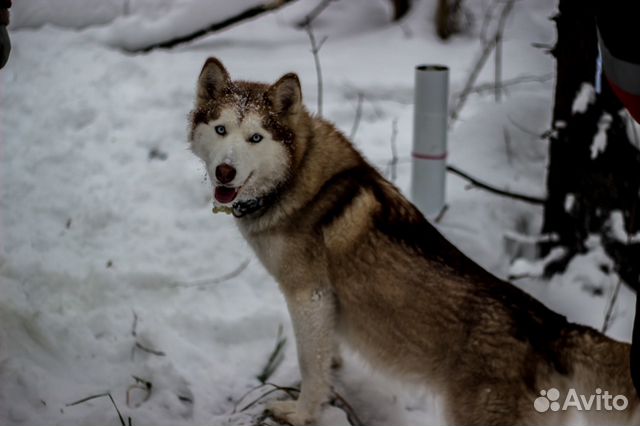 Хаски щенки помесь