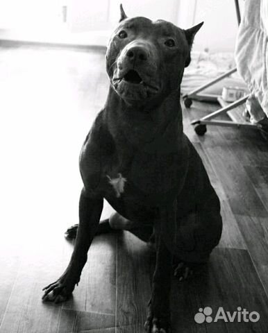 Зефир ищет дом