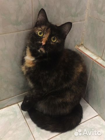 Отдам черепаховую кошечку в добрые руки