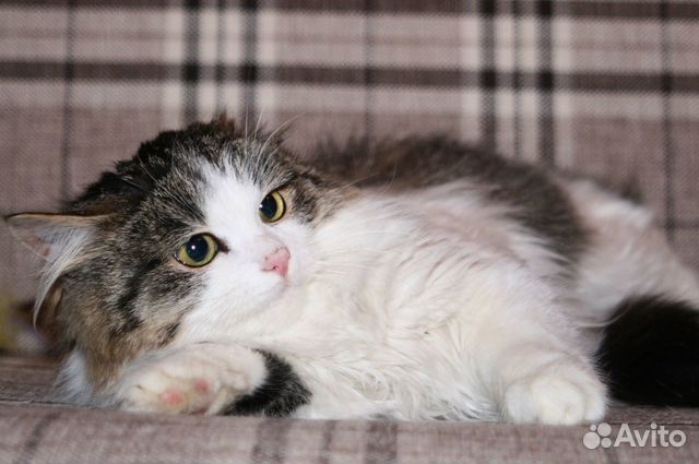 Пушистик Феня в дар