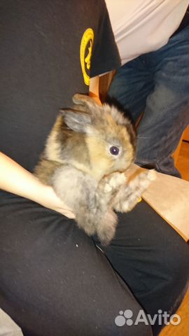Карликовый кролик