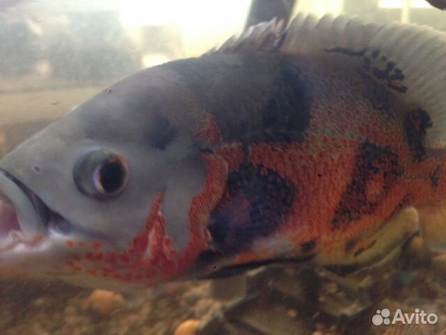 Рыба в добрые руки