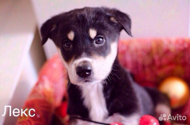 Лекс, мальчик (2 мес)