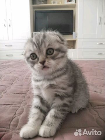 Шотландская лапушка