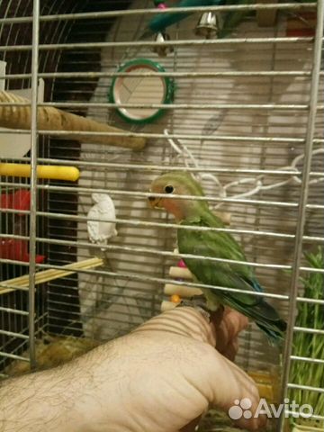 Неразлучник птенец