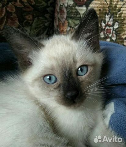 Сиамский котенок