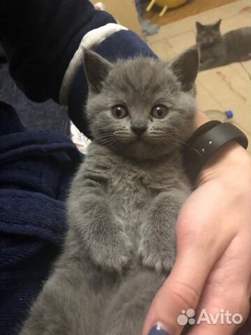 Плюшевая британская кошечка голубого окраса