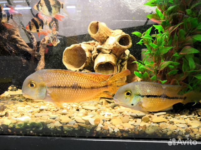 Никарагуанская цихлазома