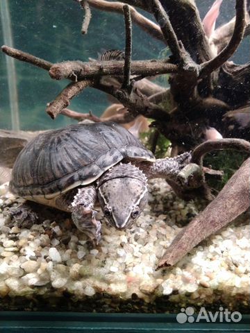 Черепаха карликовая мускусная