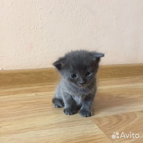 Котёнок Шотландский