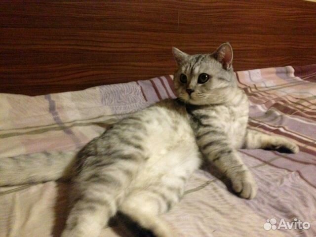 Кот для случки