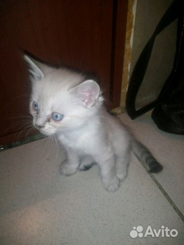 Котёнок