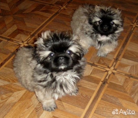 Миниатюрные королевские щенки пекинеса-девочки