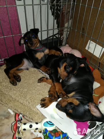 Клубные щенки Цвергпинчера(РКФ)