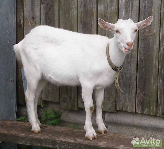Продажа козлят